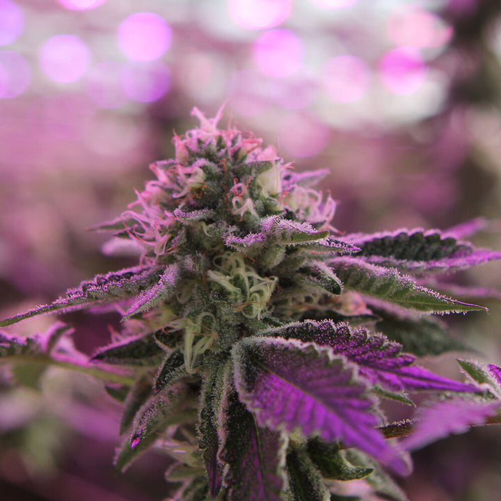 Barneys Farm Samen kaufen - Preisgekrönte Cannabissamen – Less Organix